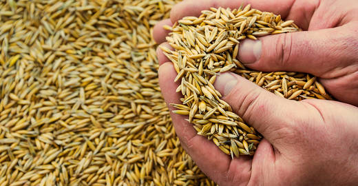 Haferernte mit sehr gutem Ergebnis | Hafer - Die Alleskörner